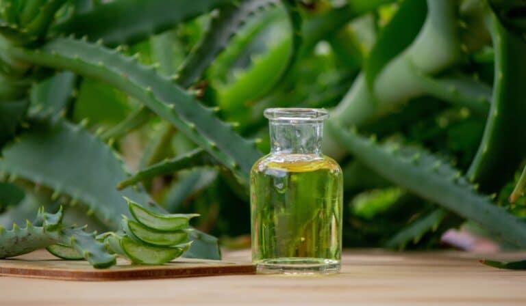 The Surprising Benefits of Making Aloe Vera Juice a Daily Habit for ...